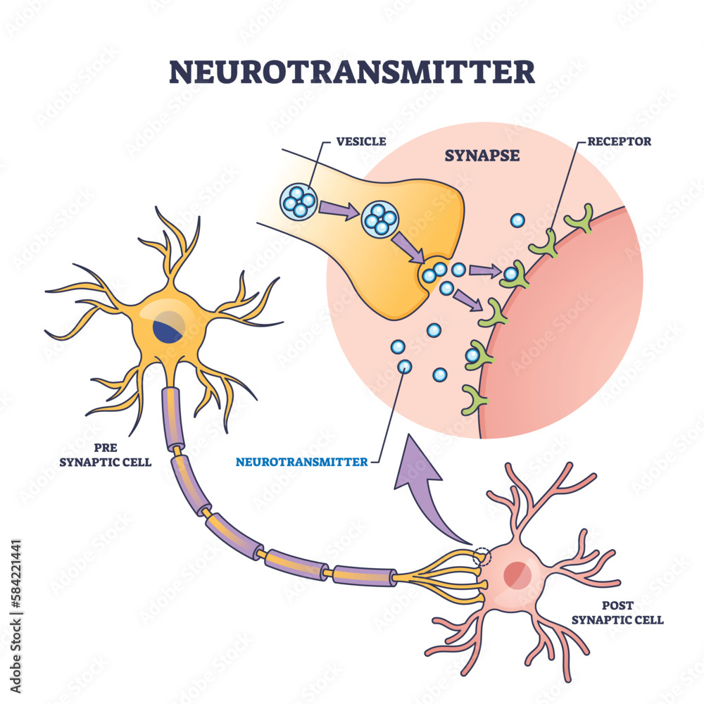 Neurotransmitter process with synapse, vesicle and receptors outline diagram. Labeled ...