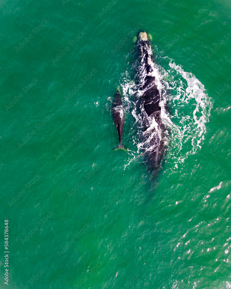 Baleia Franca Oceano Atlantico Sul Eubalaena Australis Animal Aquático ...