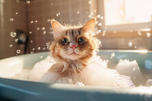 Cat Bubble Bath Free Stock Photo - Public Domain Pictures