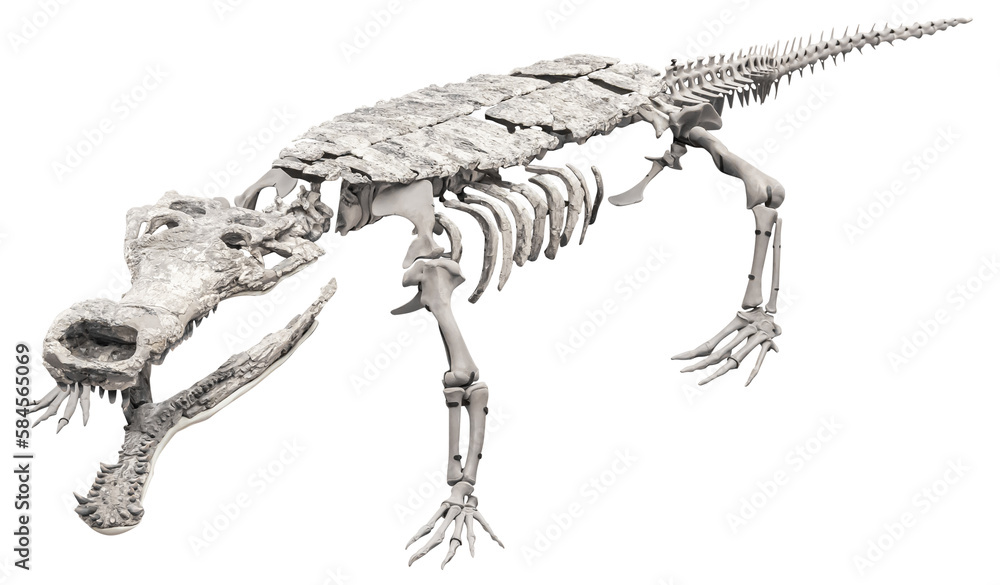 Isolated PNG cutout of a sarcosuchus imperator skeleton, this dinosaur ...
