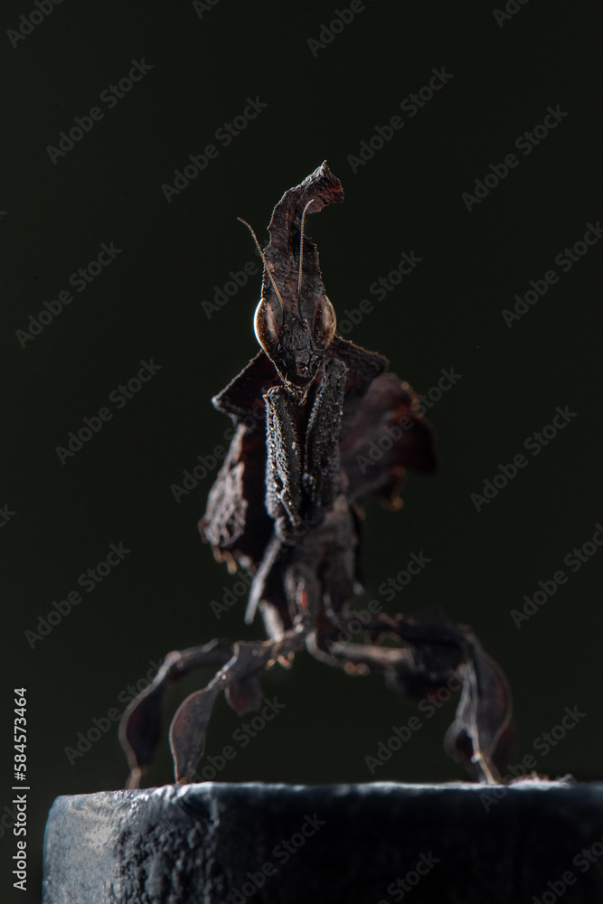 Phyllocrania paradoxa looking in camera. Ghost praying mantis in studio ...