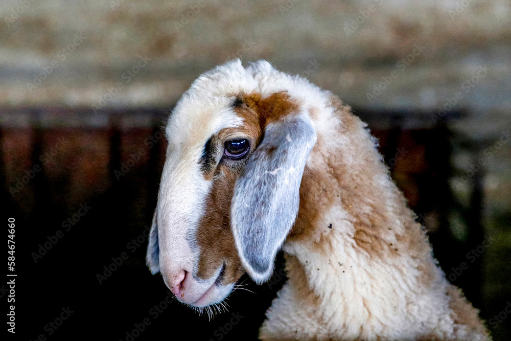 Aiman Mohammed Omar Dararmi's sheep farm in Ras al Farrah, West Bank ...