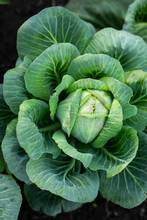 Kale Cabbage Head Vegetable Harvest Free Stock Photo - Public Domain ...
