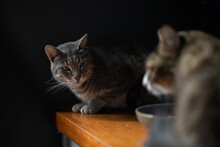 Two Gray Tabby Cats Free Stock Photo - Public Domain Pictures