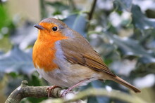 Christmas Robin Holly Branch Free Stock Photo - Public Domain Pictures