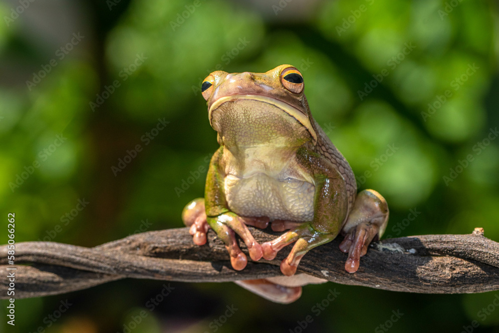 The white-lipped tree frog (Nyctimystes infrafrenatus) is a species of ...