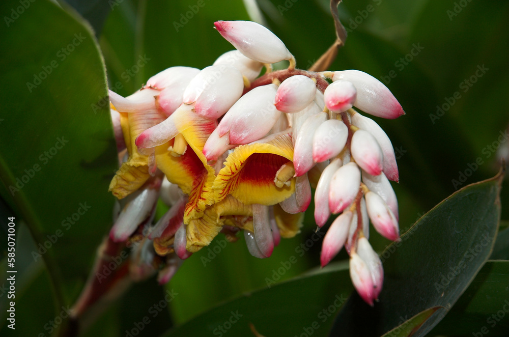 Stock-Foto „Alpinia speciosa, Alpinia nutans, Alpinia, lpinia nutans ...