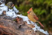 Female Cardinal In Snow Close-up Free Stock Photo - Public Domain Pictures