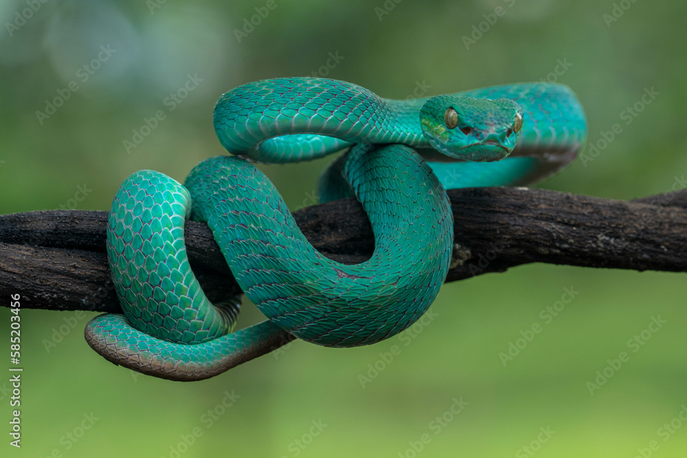 Trimeresurus insularis or Indonesian pit viper, Lesser Sunda Islands ...