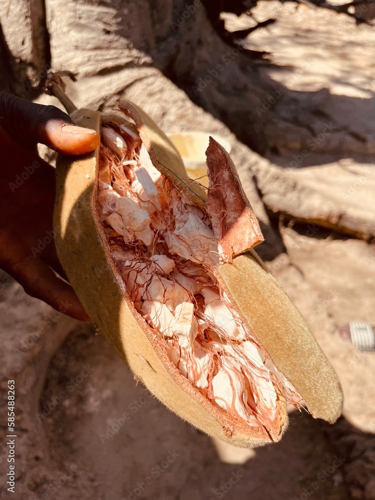 pain de singe, baobab fruit. au sénégal Stock Photo | Adobe Stock