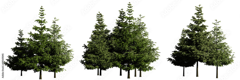 groups of conifer trees isolated on transparent background Stock ...