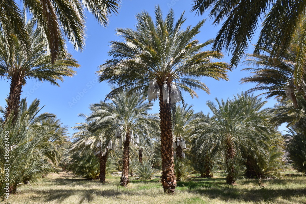 Fotografie Plantation of date palms at a date farm date palm at China ...