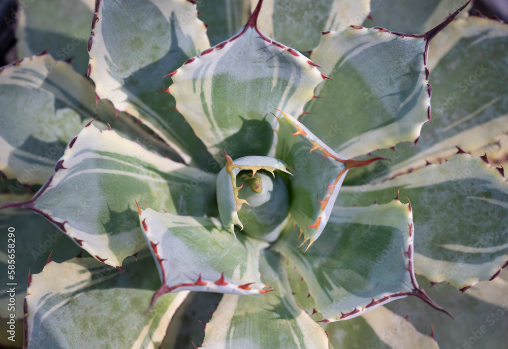 Close-up of Agave, a green succulent plant with a short stem and ...