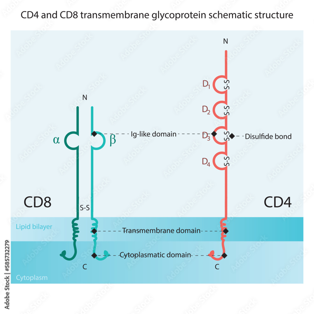 CD4 and CD8 transmembrane glycoprotein schematic structure scientific diagram illustration ...