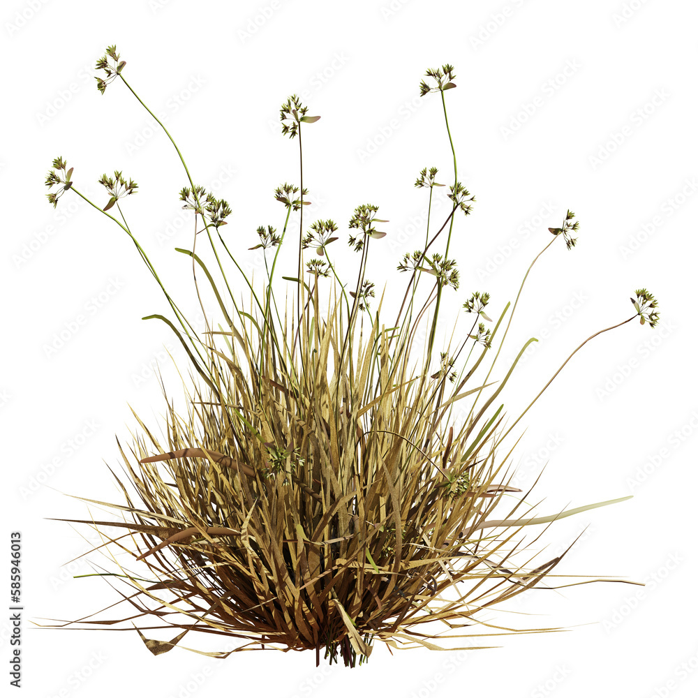 tuft of dry grass, desert plant isolated on transparent background ...