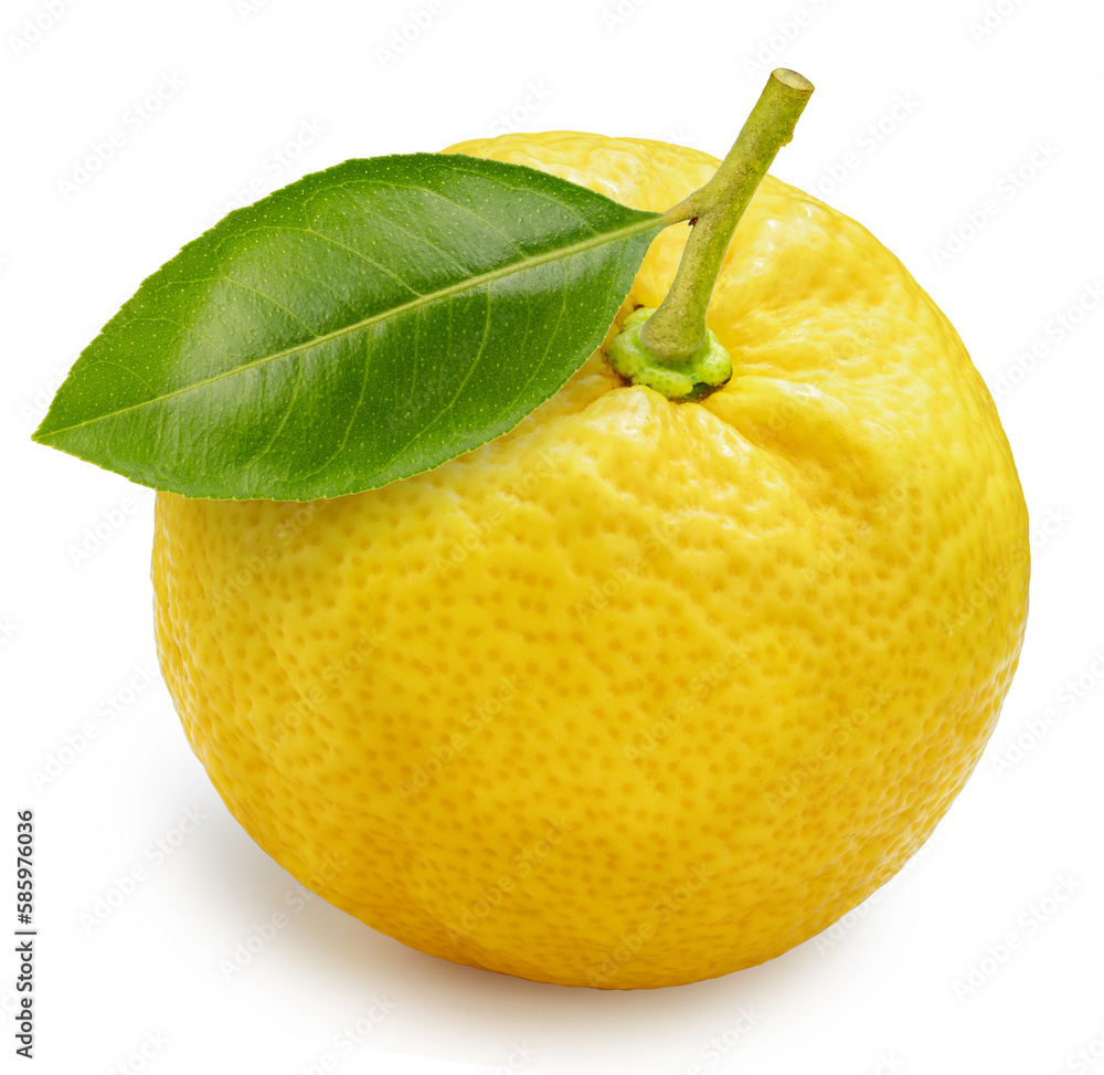 Sweet Yuzu Orange fruit isolated on white background, Kochi Yellow Yuzu ...