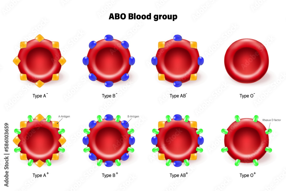 ABO blood group vector. Types of blood (A, B, AB and O) chart. Red ...