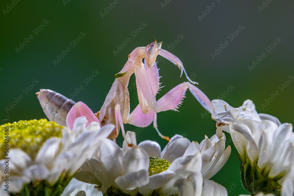 Hymenopus coronatus is a mantis from the tropical forests of Southeast ...