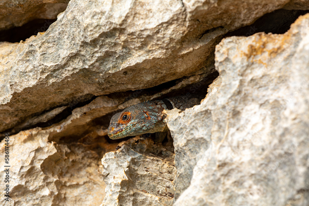 Cuvier's Madagascar swift (Oplurus cuvieri), knows as Madagascan ...