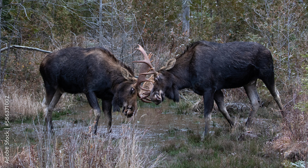 Dominance Display, Wild Male Bull Moose Sparring During Rut in the ...