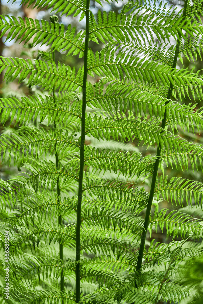 Australian Tree Ferns, Tree ferns are found growing in tropical and ...