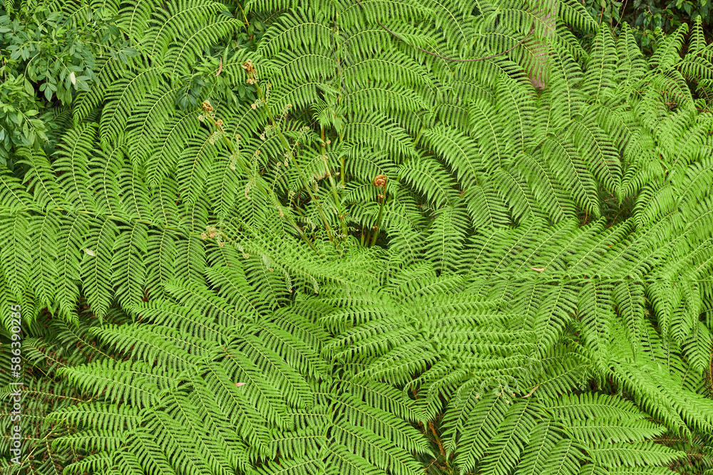 Australian Tree Ferns, Tree ferns are found growing in tropical and ...