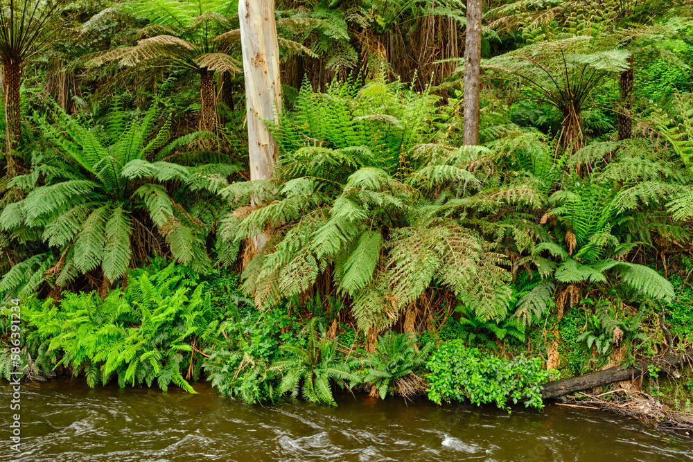 Australian Tree Ferns, Tree ferns are found growing in tropical and ...