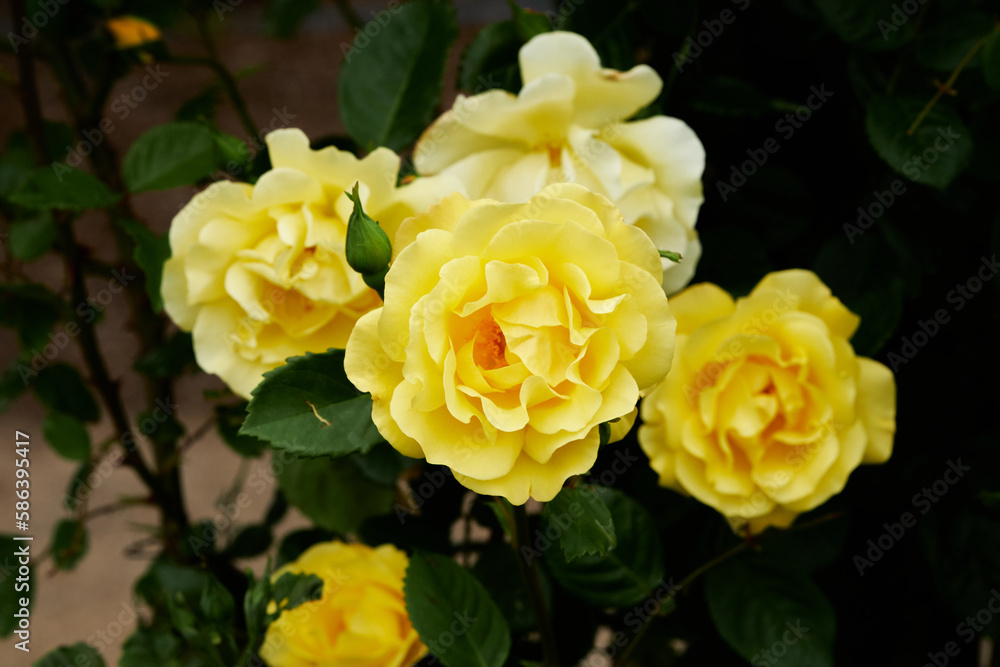Rosa 'Harison's Yellow', also known as R. × harisonii, the Oregon Trail ...