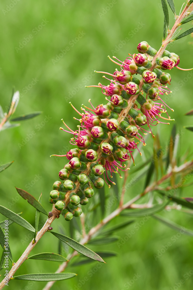 Callistemon species have commonly been referred to as bottlebrushes ...