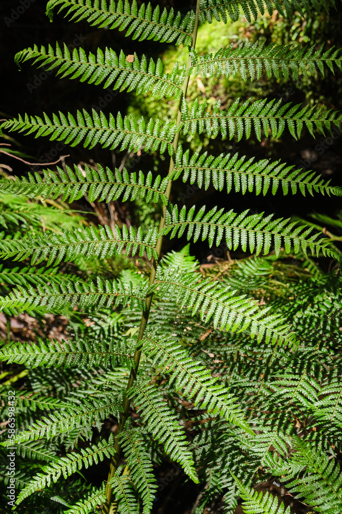 Australian Tree Ferns, Tree ferns are found growing in tropical and ...