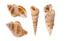 Seashell Collection Close-up Free Stock Photo - Public Domain Pictures