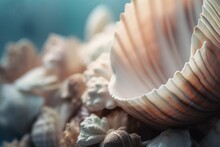 Seashell Collection Close-up Free Stock Photo - Public Domain Pictures