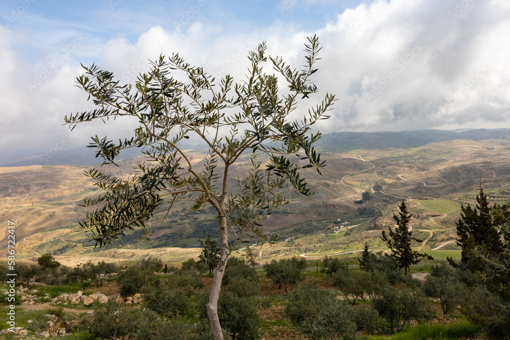 Mount Nebo, Jordan An olive tree and a view over the Holy Land where ...