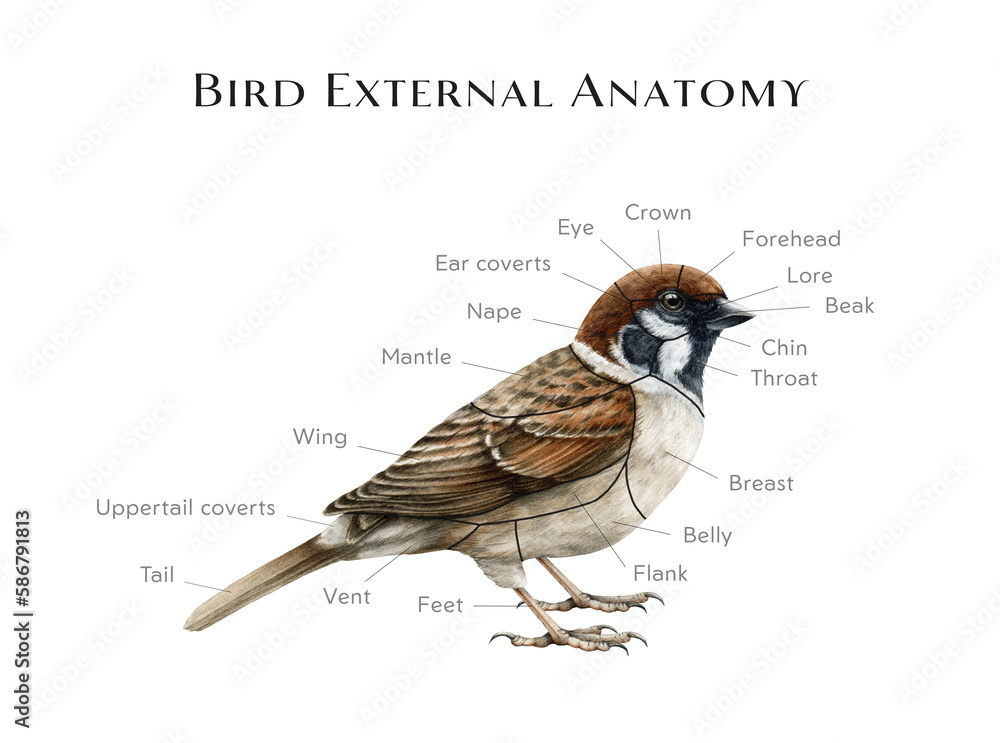 External bird anatomy study table. Watercolor illustration. Realistic ...