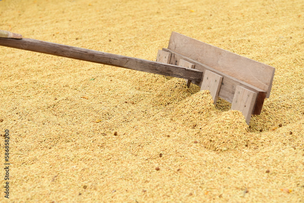 Using organic rice seed gravel to dry rice seeds before being stored ...