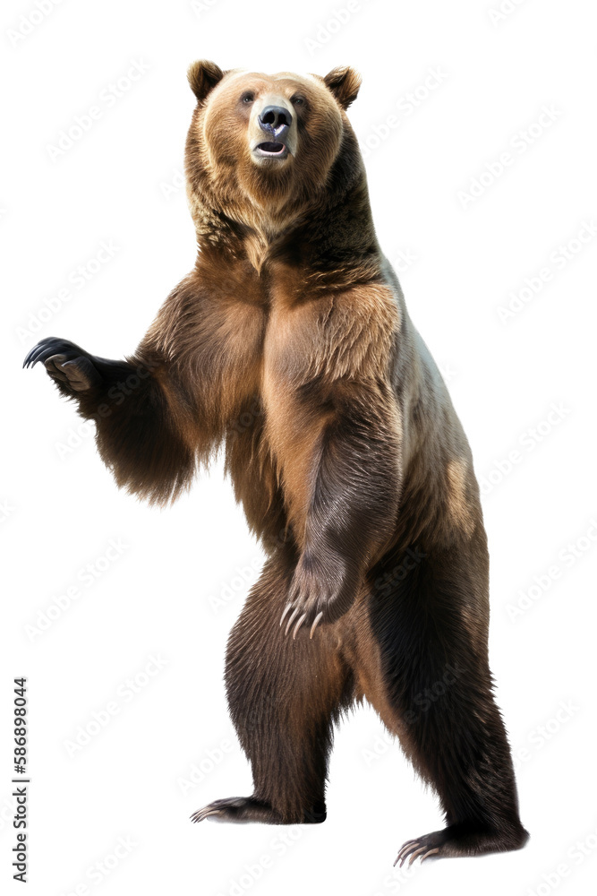 an isolated grizzly bear standing up on hind legs, front-view portrait ...