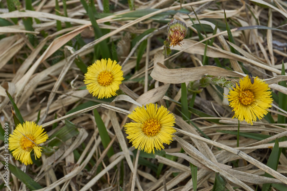 Mother-and-stepmother (lat. Tussilago) blooms in a meadow. Mother-and ...