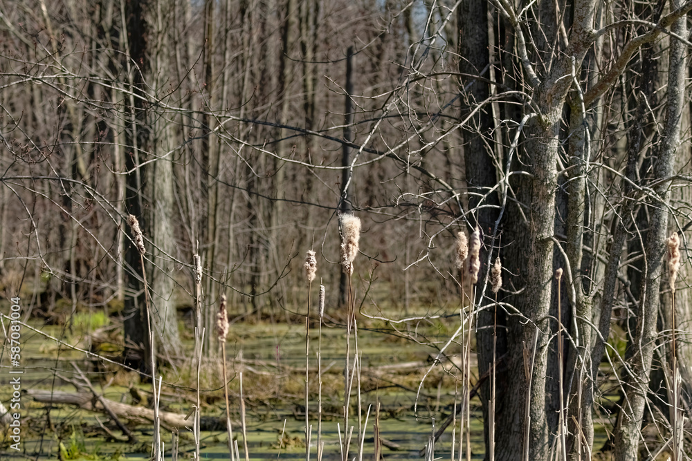 The broadleaf cattail,bulrush, common bulrush, common cattail, great ...