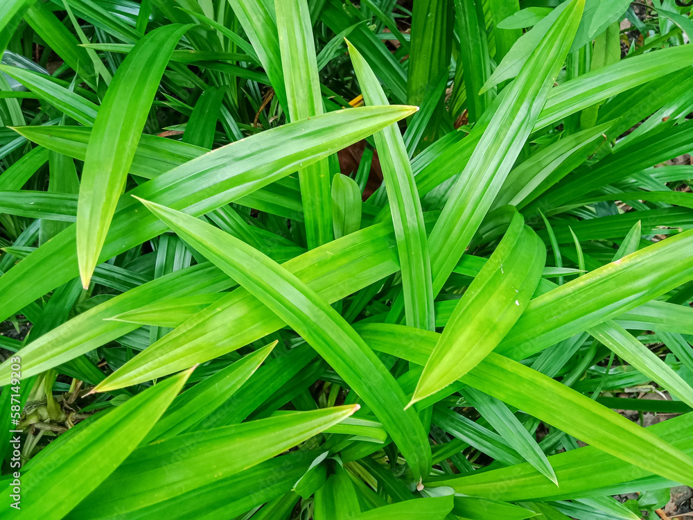 Pandan trees, green pandan leaves. Pandan trees in the garden. It used ...