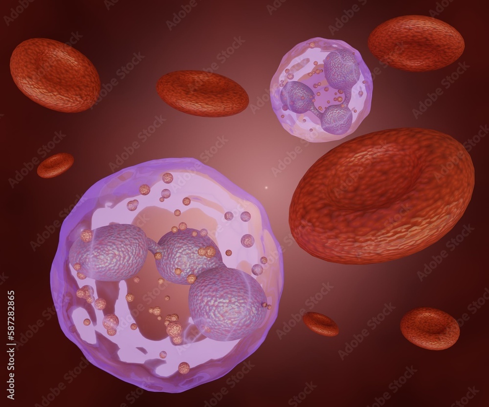 Neutrophils also known as neutrocytes, heterophils or polymorphonuclear ...