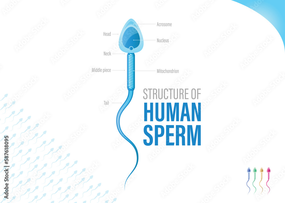 Human Sperm cell Anatomy structure. structure of the human sperm vector with names. human ...
