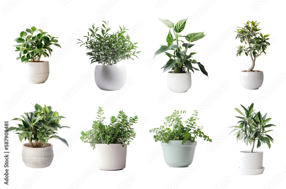 Gorgeous Collection of Potted Plants Isolated on Clear Background ...