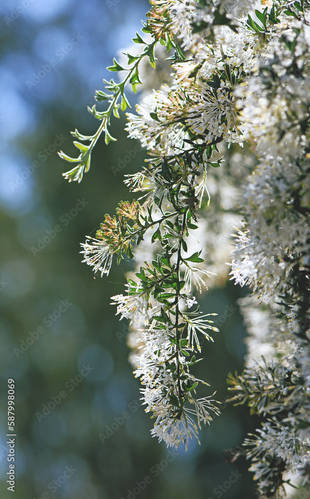 Trailing branches and white flowers of the Western Australian native ...