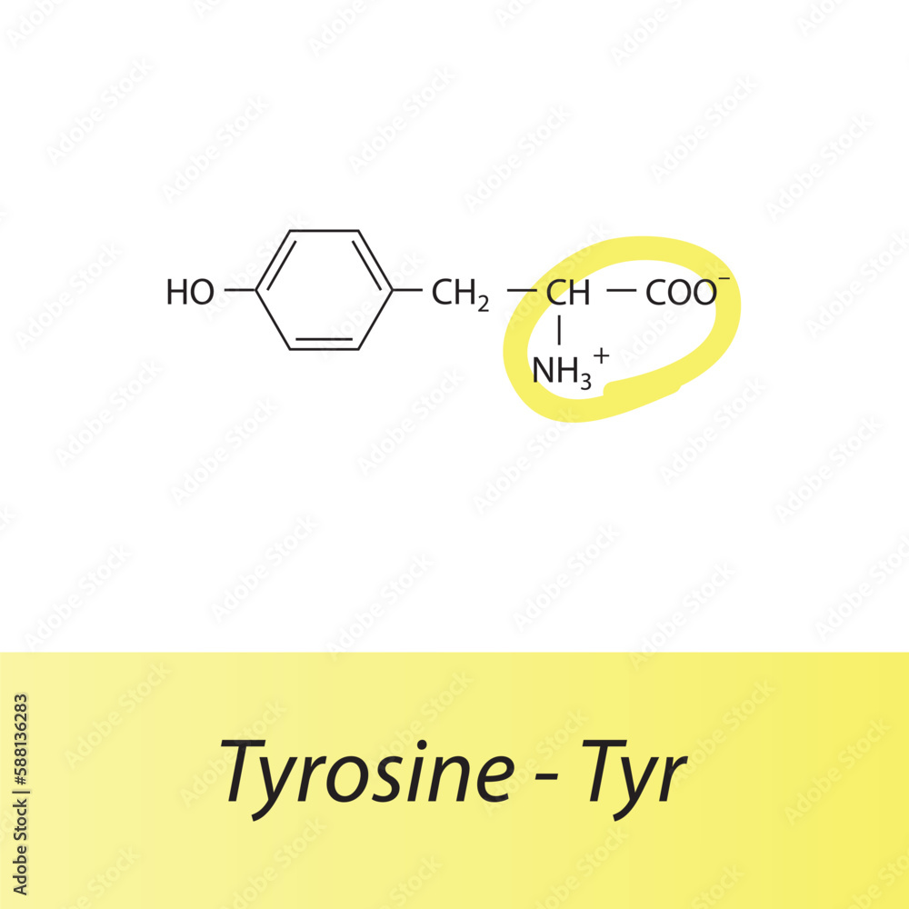 Tyrosine - Tyr - Y amino acid structure. Skeletal formula with amino ...