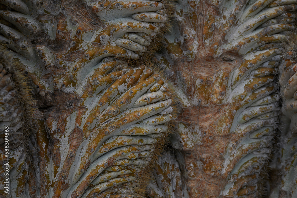 Plano cerrado de textura de cactus Stock Photo | Adobe Stock