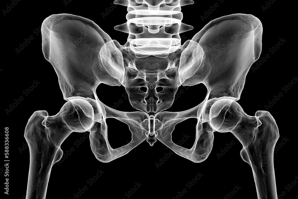 Anatomy of the pelvis bones, including the ilium, ischium, sacrum, and ...