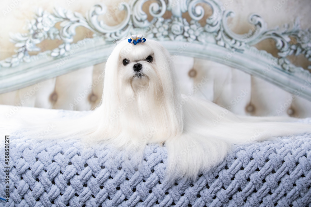 Maltese breed dog with a pink bow, beautiful white coat grooming Stock ...