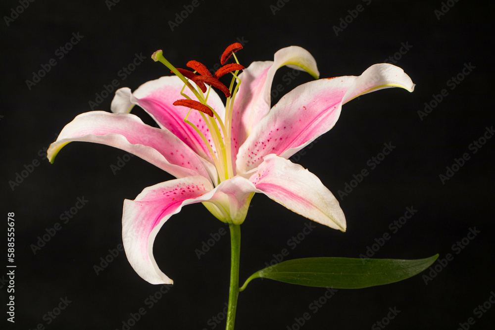 The lily is a genus of flowering plant. There are many species of ...