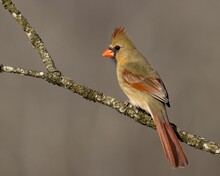 Female Northern Cardinal Close-up Free Stock Photo - Public Domain Pictures