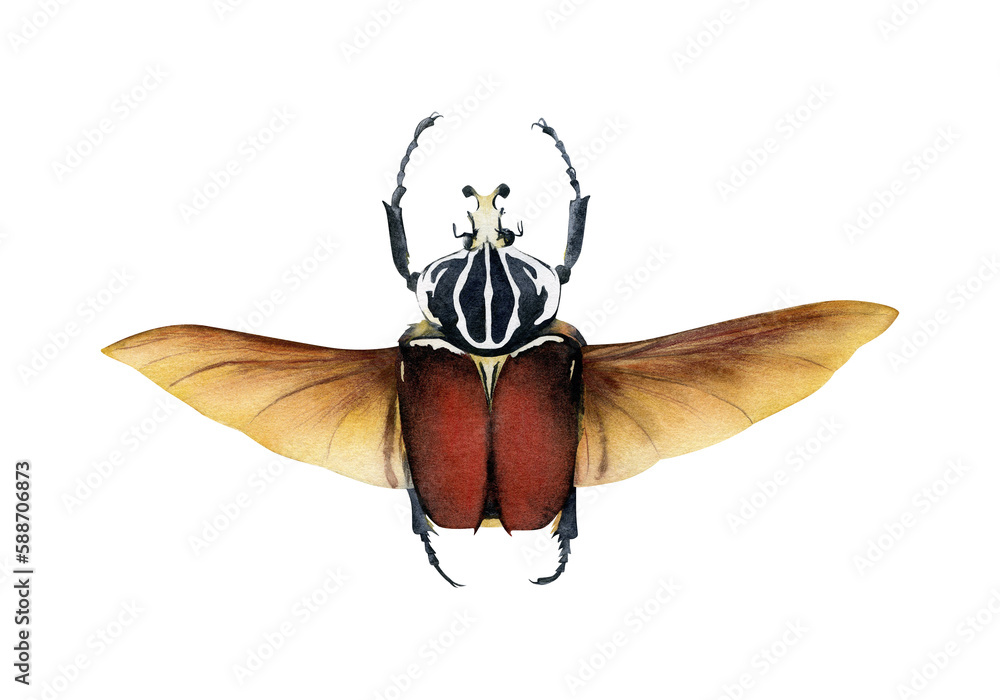 Red Goliath beetle with wings illustration isolated. Hand-drawn ...